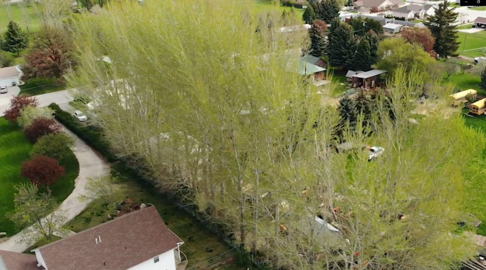 Before and After Tree Services | D's Tree's | Serving Cache Valley